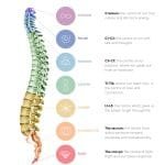 Spinal Flow Technique | Nurse Sarah Barker