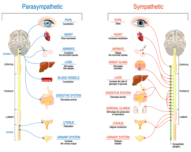 What is the sympathetic nervous system (SNS)? | Nurse Sarah Barker