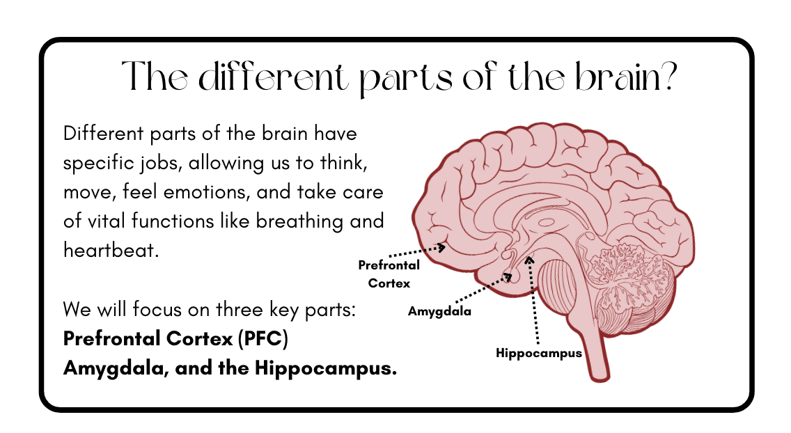 The Brain Dream Team: Prefrontal Cortex, Amygdala, and Hippocampus ...