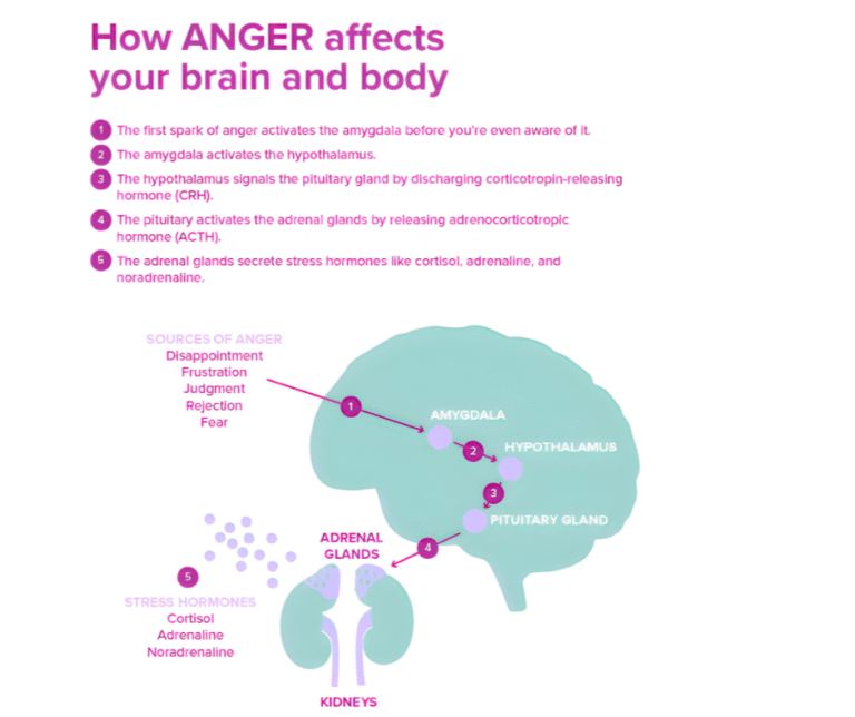The Neuroscience of Anger | Nurse Sarah Barker